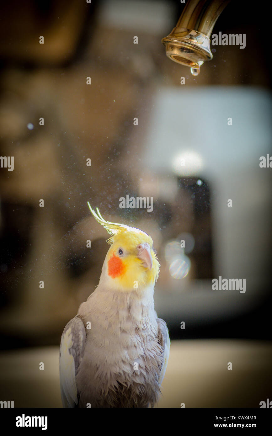 vertical image of pet cockatiel bird having a bath under faucet. drops ...
