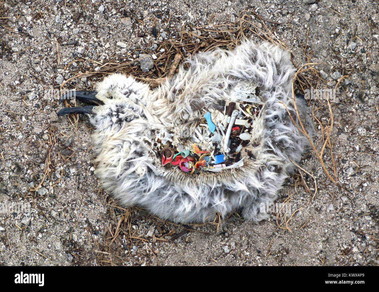 Oceanic Garbage High Resolution Stock Photography and Images - Alamy