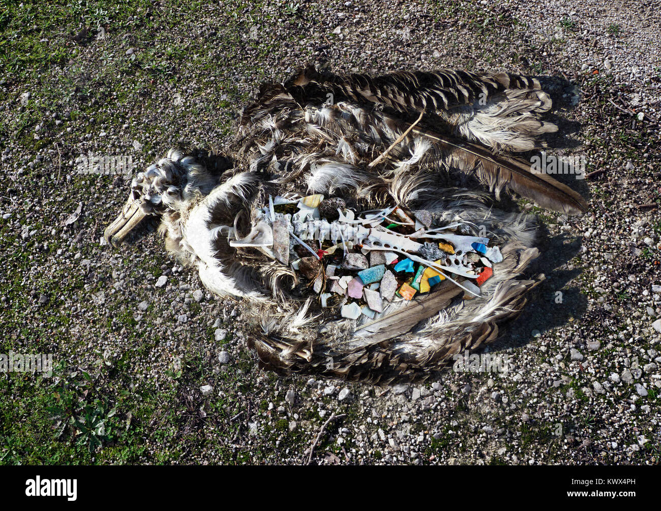 Dead Laysan Albatross, Diomedea immutabilis. The decomposed carcass ...