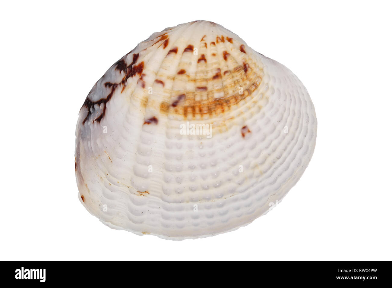 Sea shell isolated on a white background Stock Photo - Alamy
