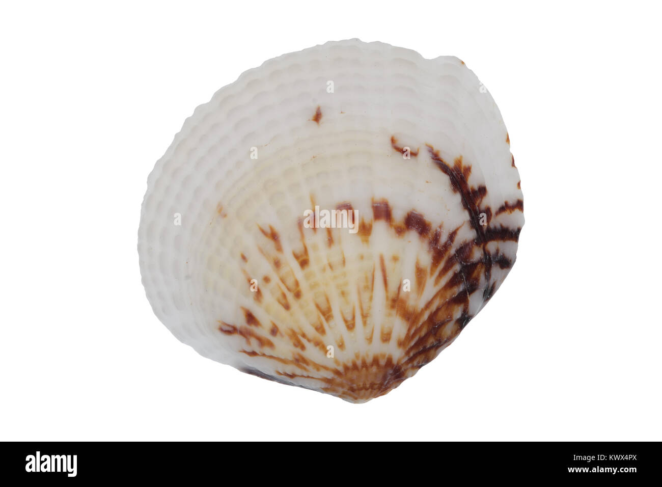Sea shell isolated on a white background Stock Photo - Alamy