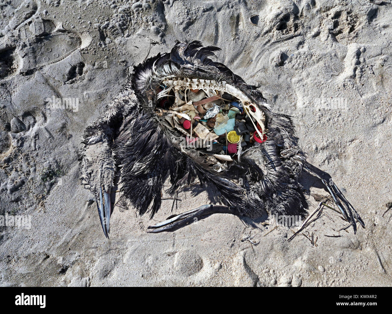 Bird Eating Garbage High Resolution Stock Photography and Images - Alamy