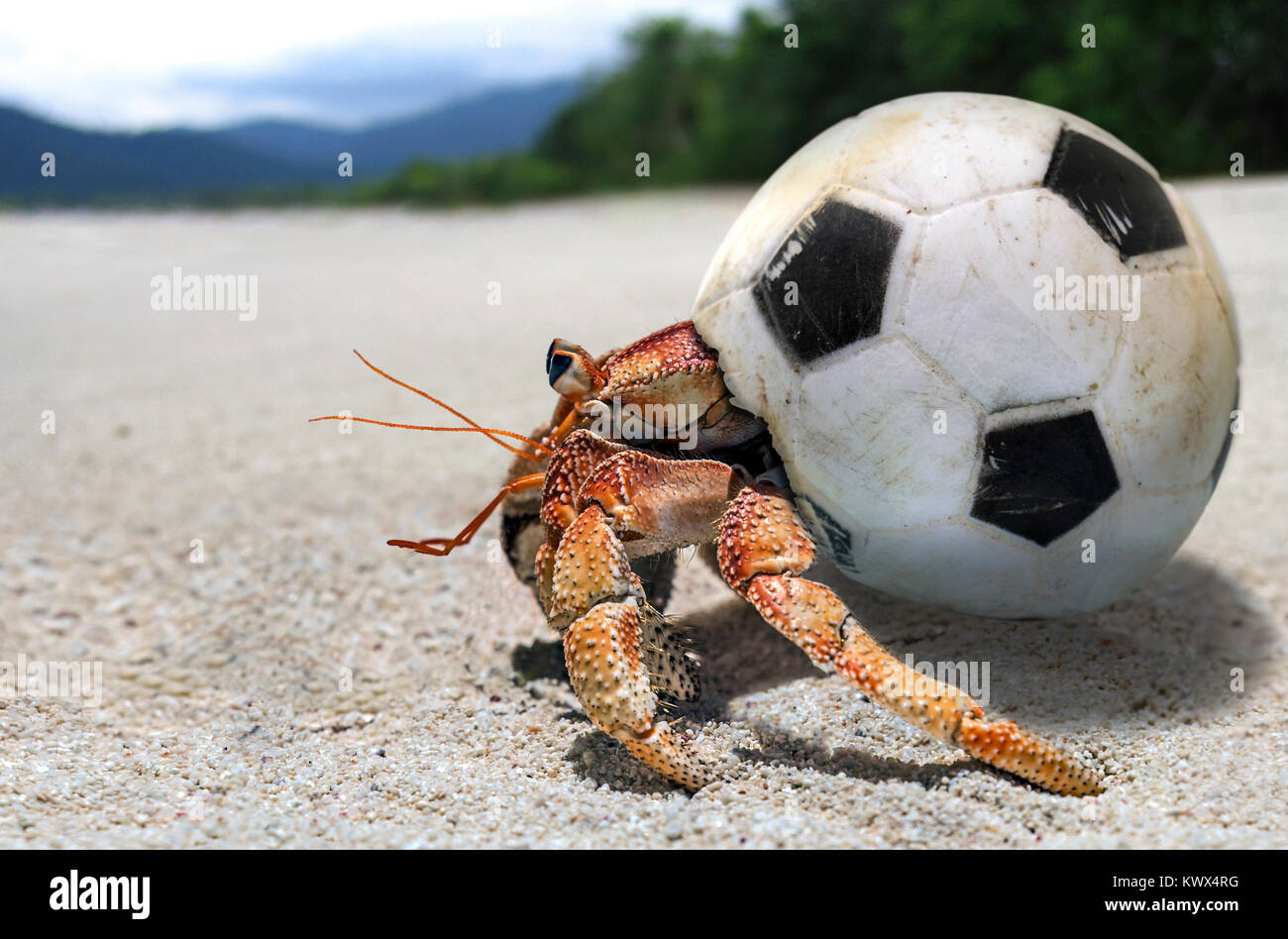 Hermit Crabs High Resolution Stock Photography and Images - Alamy