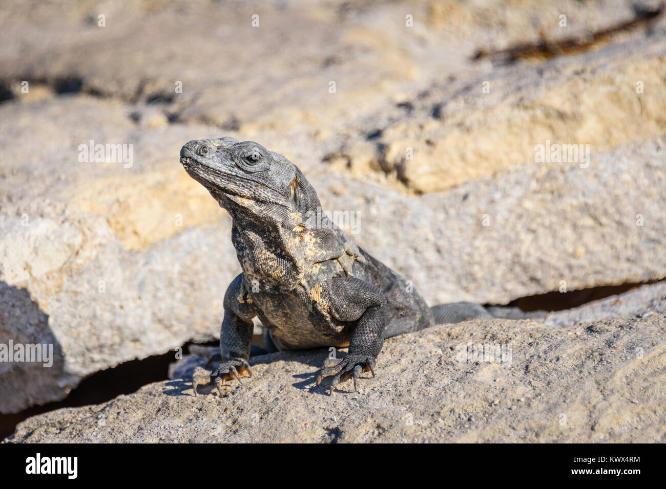 Closeup portrait of an Iguana Lizard sunbathing on a rock at the Mayan ...