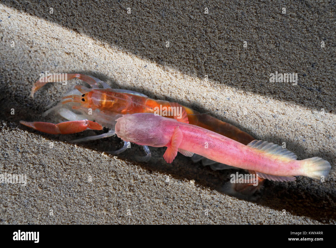Blind Shrimp High Resolution Stock Photography and Images - Alamy