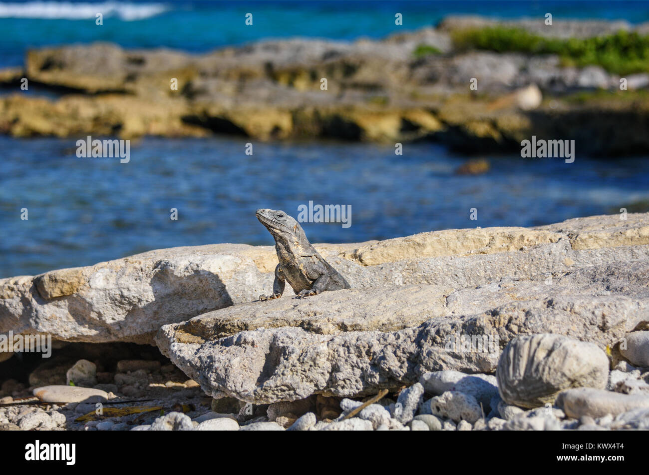 Iguana Lizard sunbathing on a rock at the Mayan ruins. Riviera Maya ...