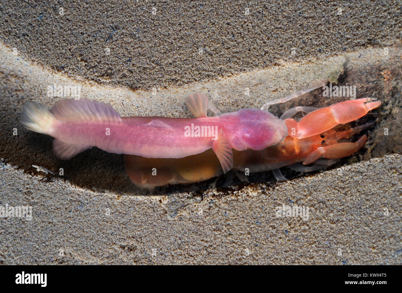 Goby Fish Shrimp High Resolution Stock Photography and Images - Alamy