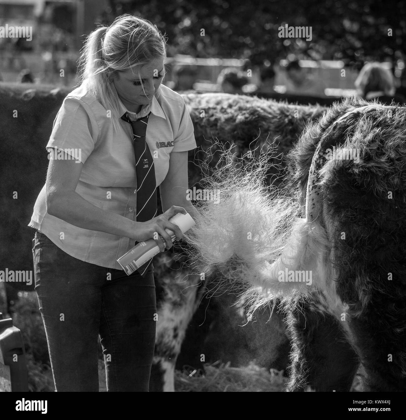 England country show Black and White Stock Photos & Images - Alamy