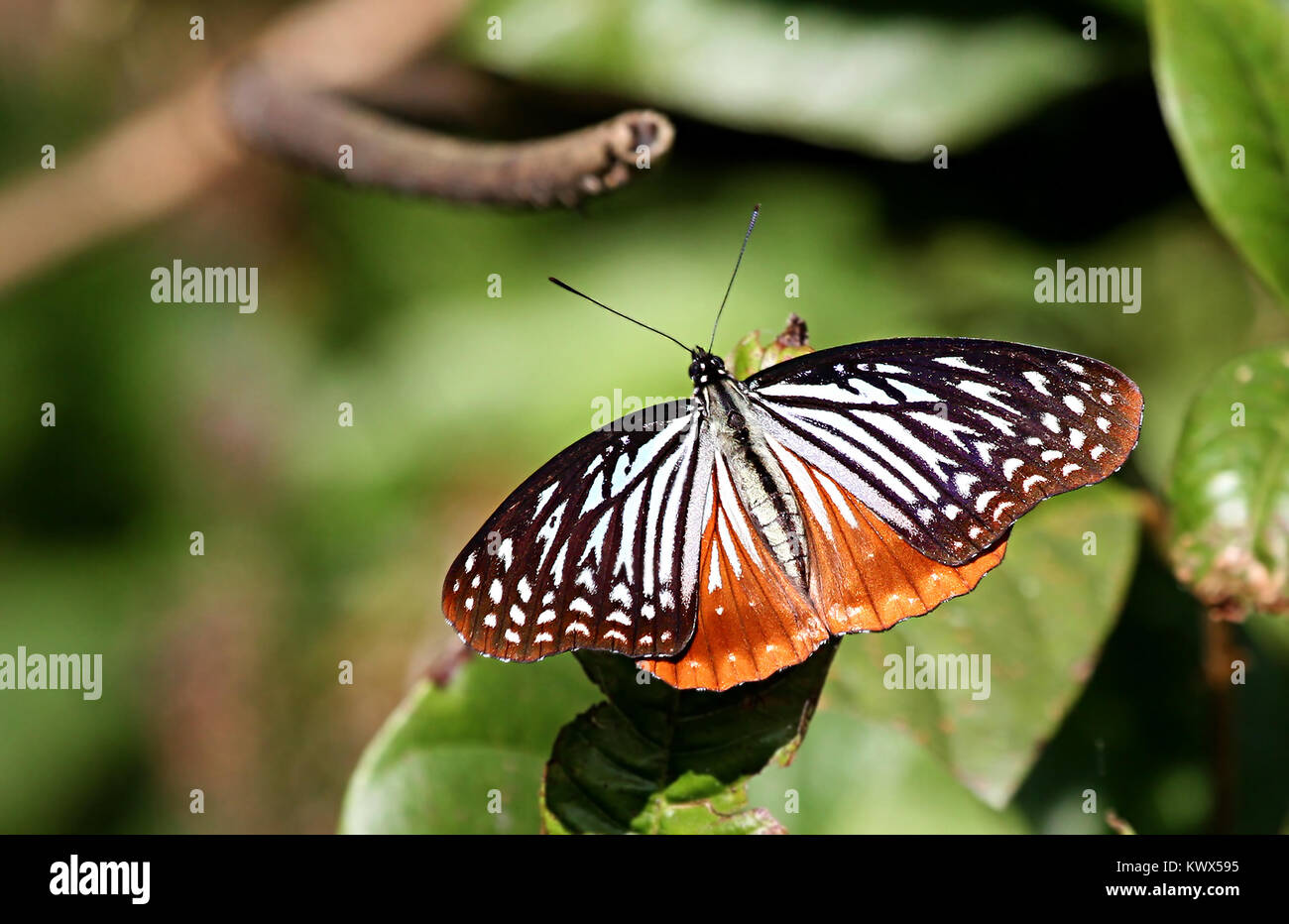Himalayan butterfly hi-res stock photography and images - Alamy