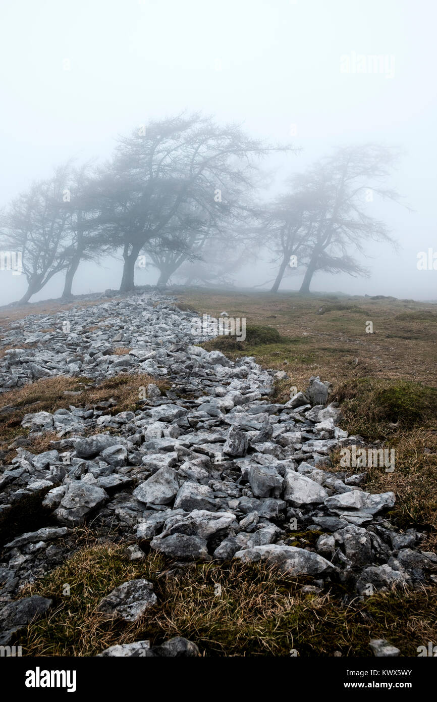Scout scar hi-res stock photography and images - Alamy