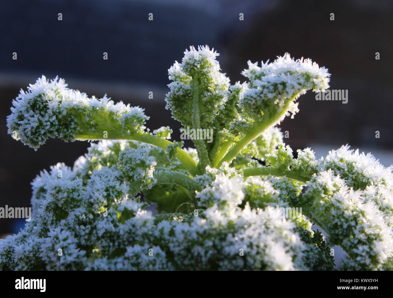 Kale plant hi-res stock photography and images - Alamy