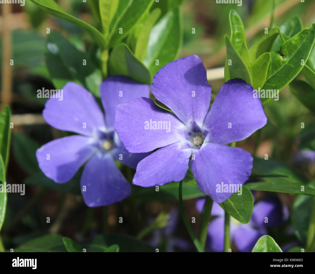 The beautiful purple flowers of Vinca minor also known as Lesser ...