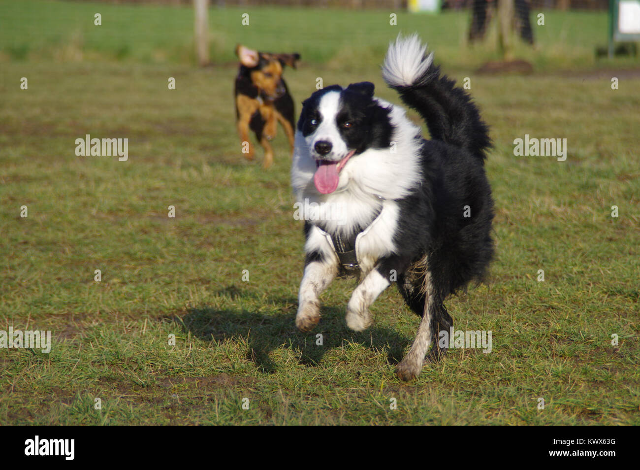 Two happy dogs running on meadow Stock Photo - Alamy