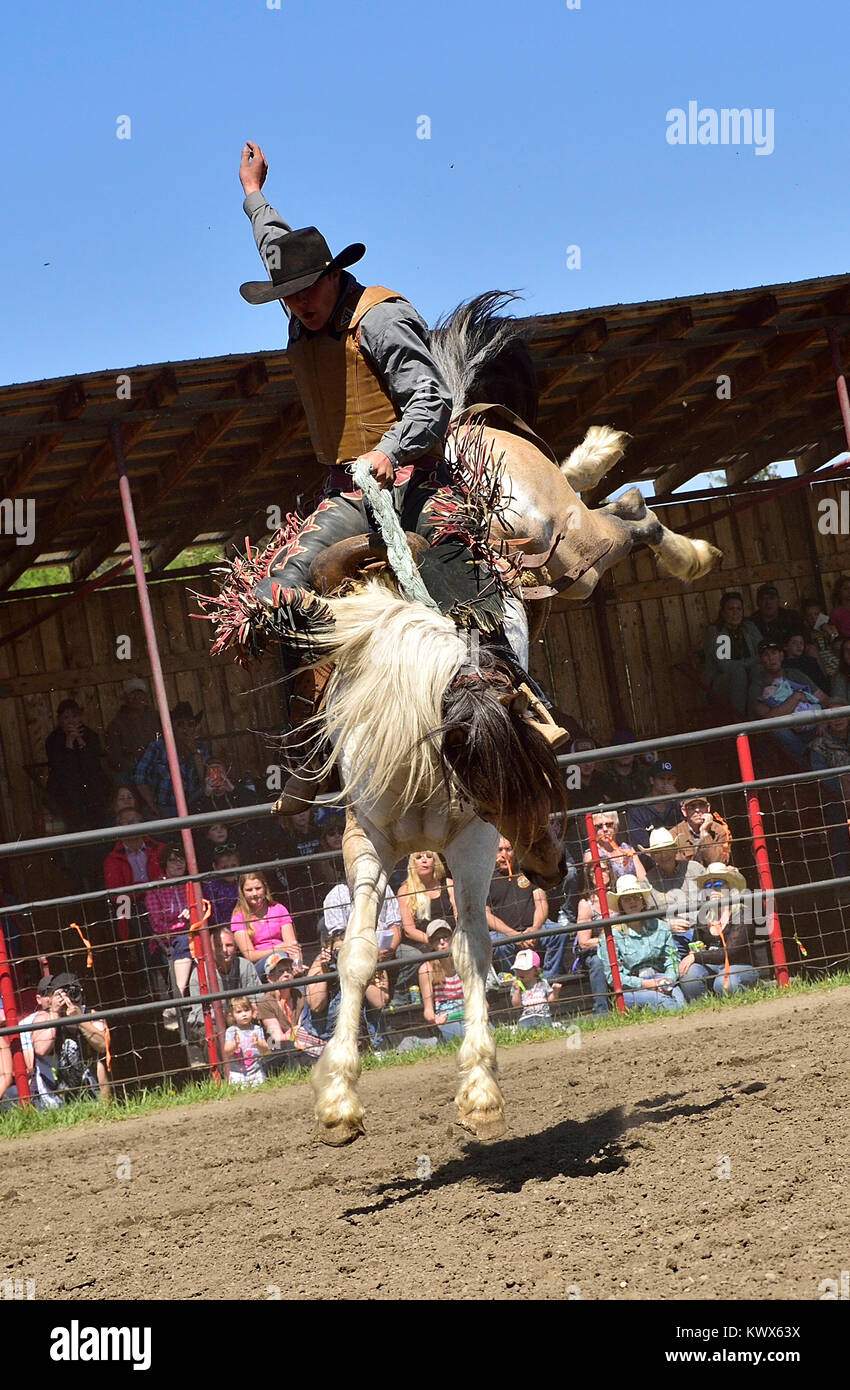A saddle bronc rider at an Alberta rodeo attempting to ride this wild ...