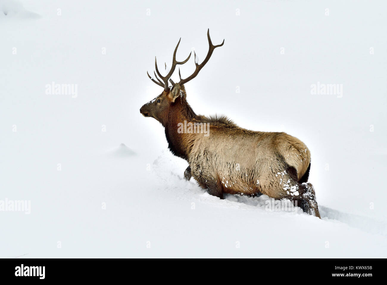 Bull elk male wildlife hi-res stock photography and images - Alamy