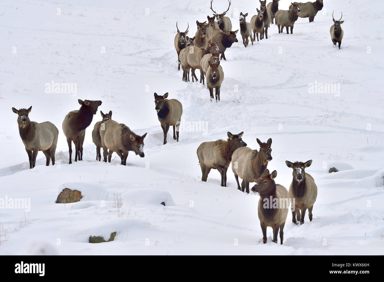 A herd of wild elk ( Cervus canadensis), traveling through the deep ...