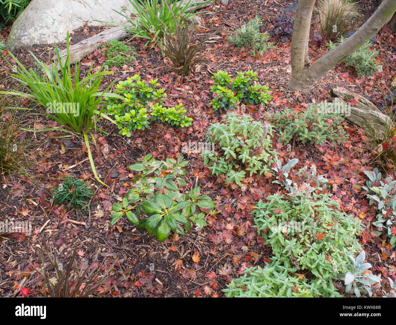 Small Garden Plants Stock Photo - Alamy
