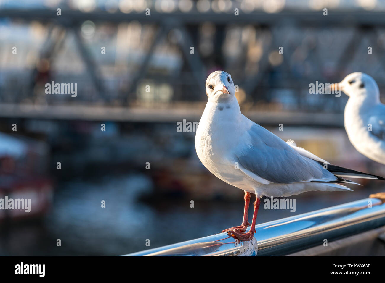 Gull looks at camera hi-res stock photography and images - Alamy