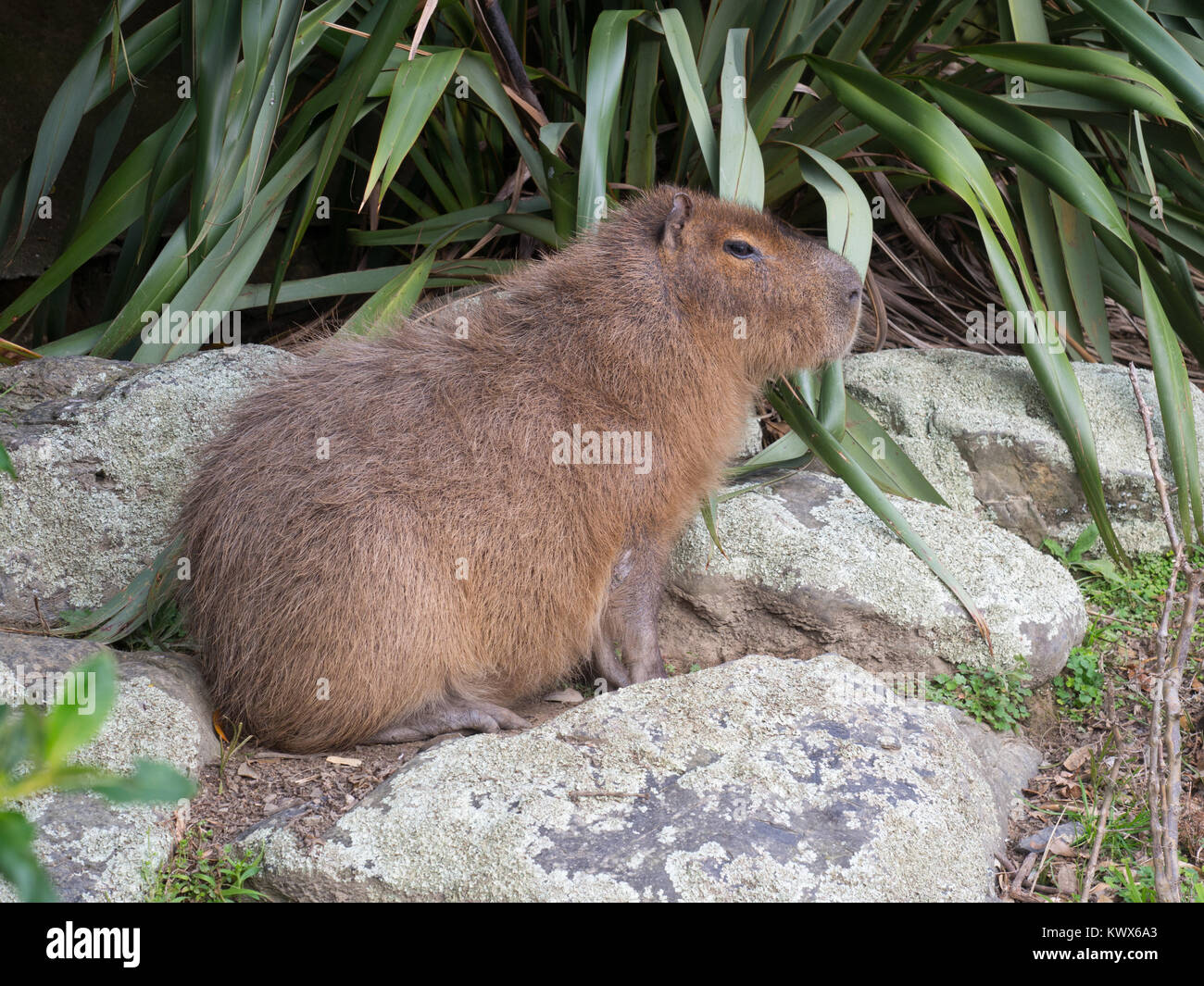 Brown rodent hi-res stock photography and images - Alamy