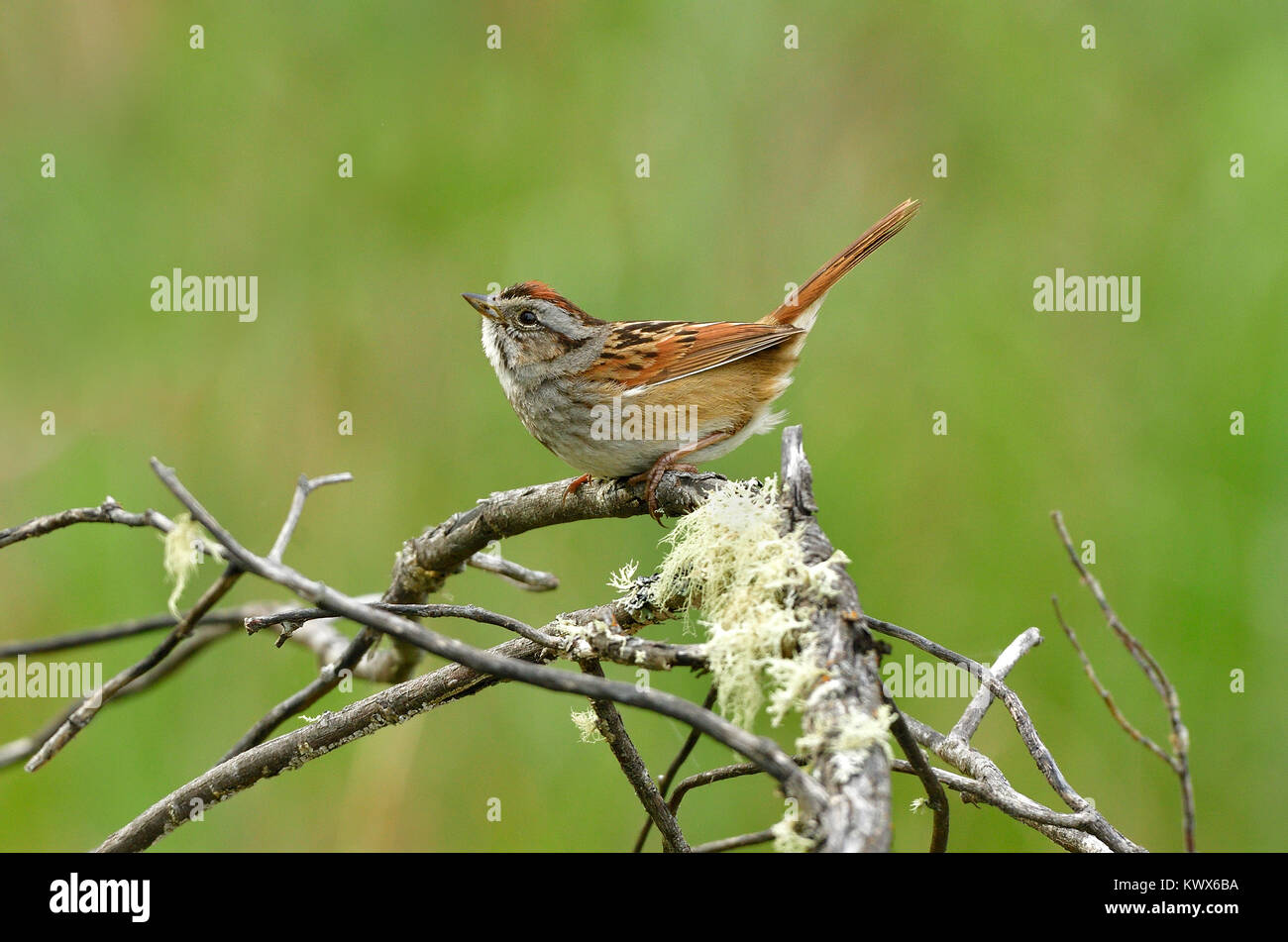 Song sparrow bird canada hi-res stock photography and images - Alamy