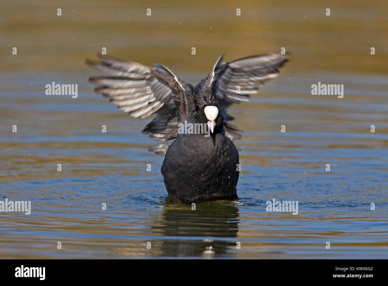 Coot wings hi-res stock photography and images - Alamy