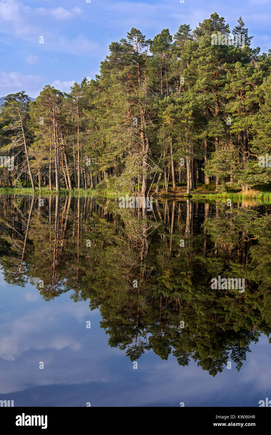 Conifer scottish highlands hi-res stock photography and images - Alamy