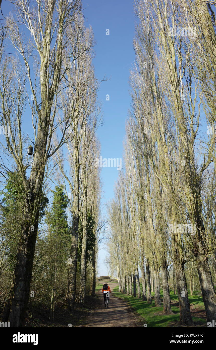 Tall and slender trees hi-res stock photography and images - Alamy