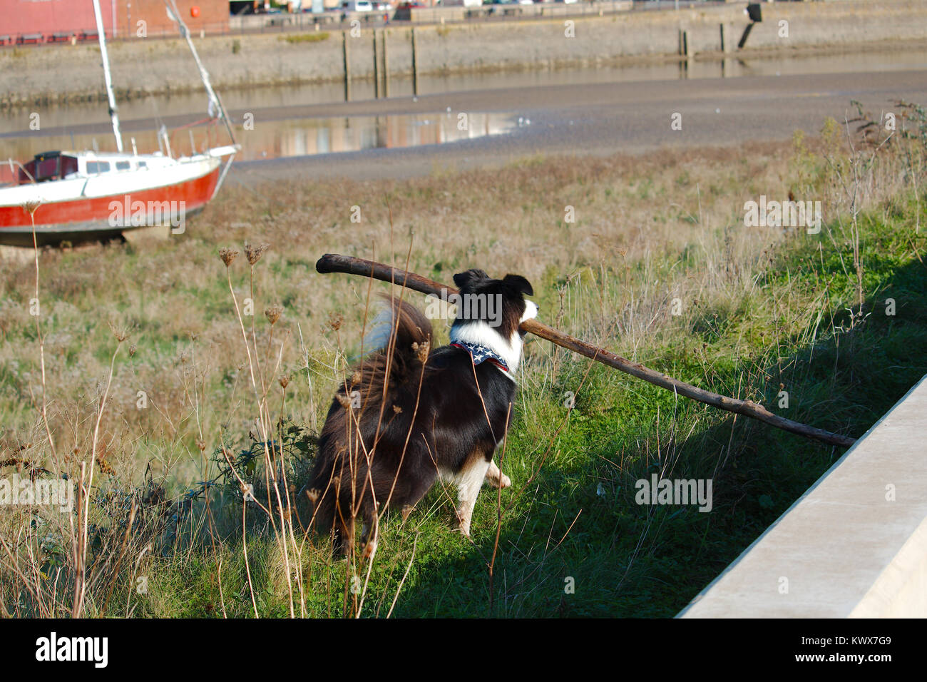 Border collie stick hi-res stock photography and images - Alamy