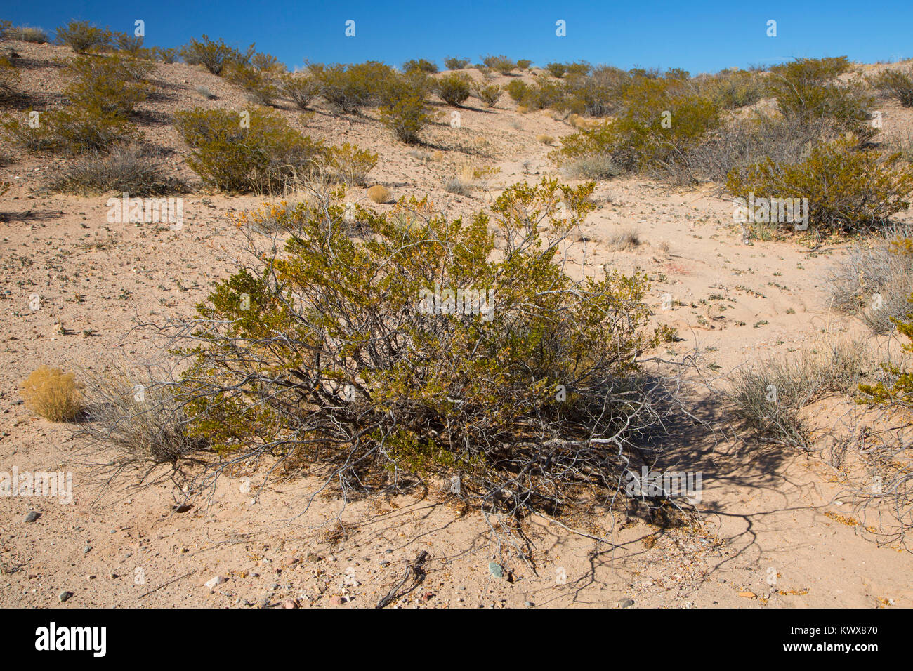 Creosote bush hi-res stock photography and images - Alamy