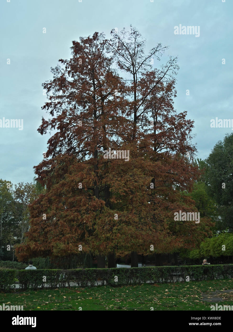 Idyllic scene in park with trees and fallen leaves around Stock Photo ...