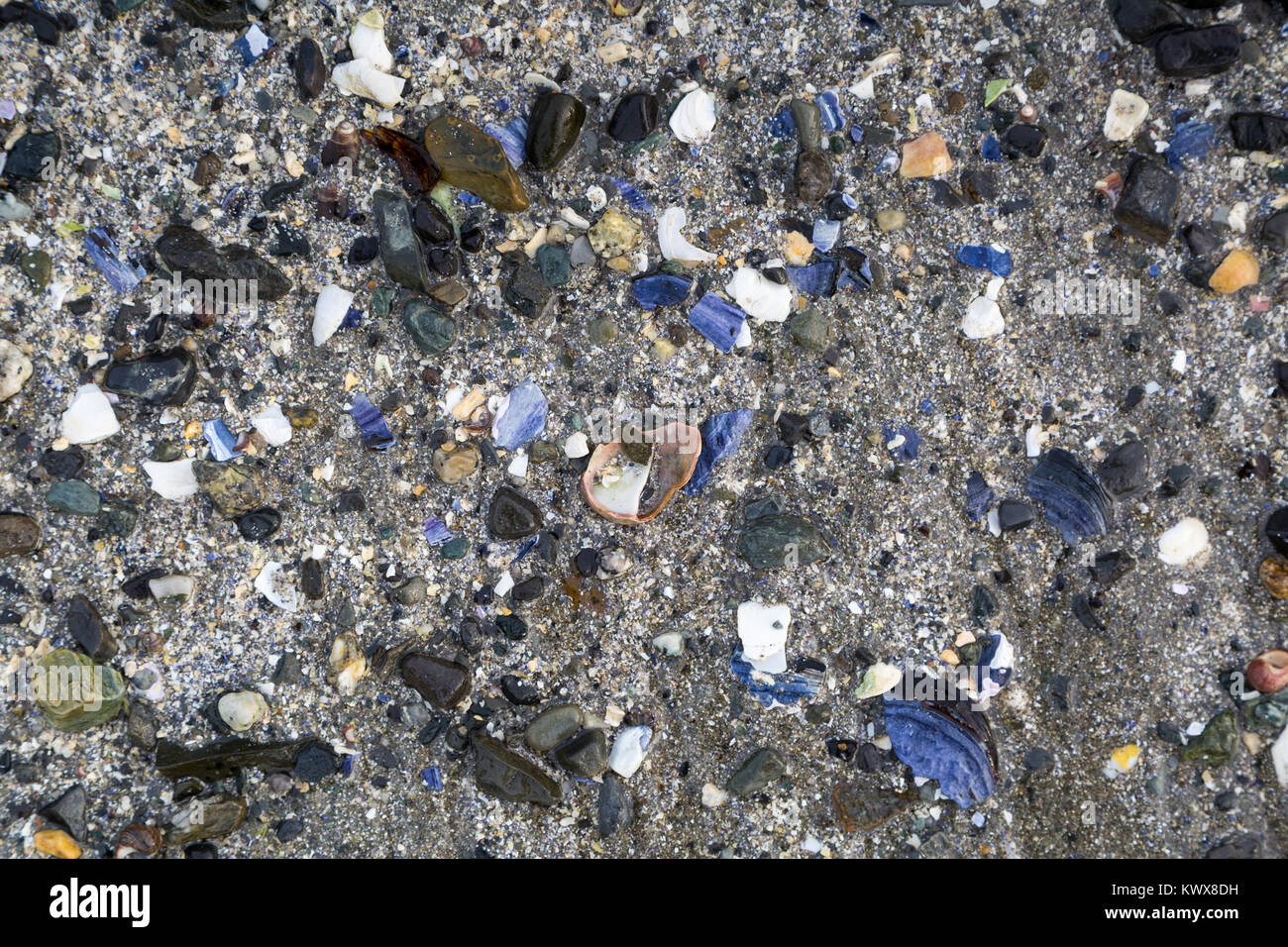 Broken oyster shells adding a bold purple color exposed ocean rocks and ...
