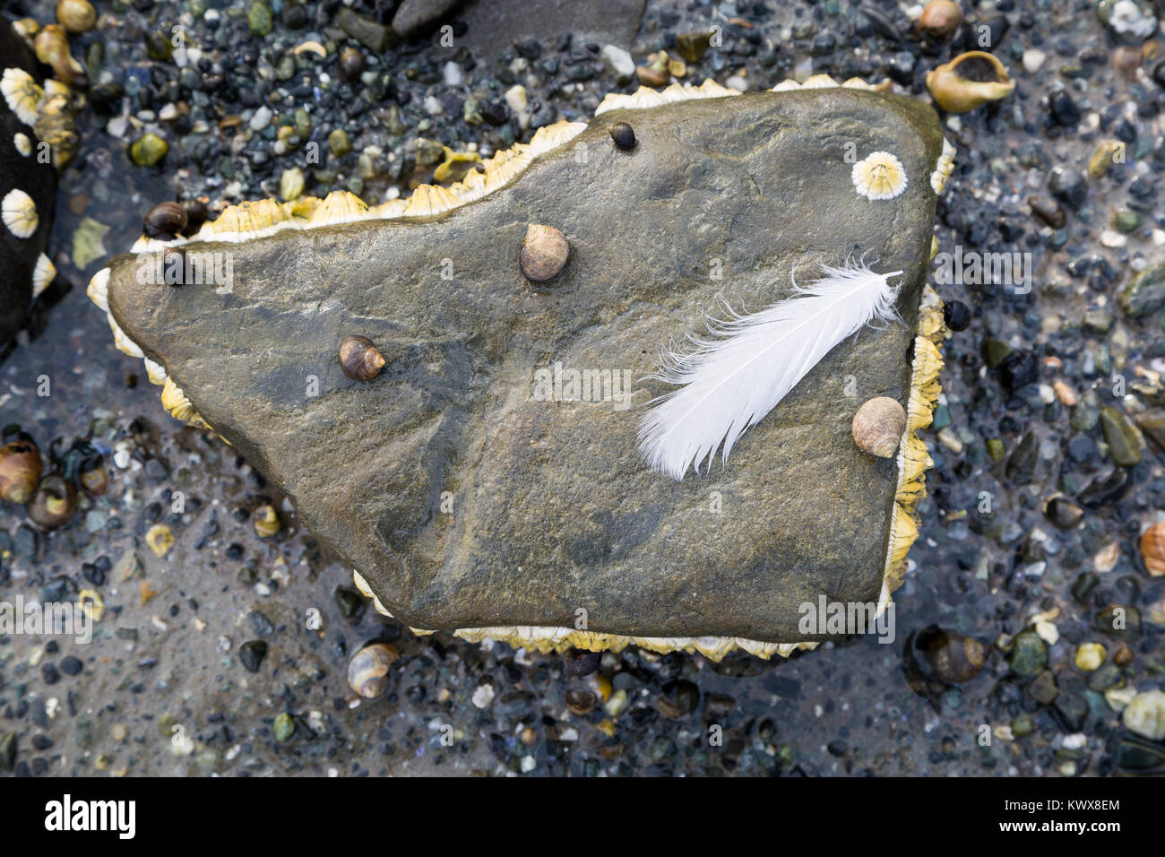 A seagull feather lying on an ocean rock revealed at low tide. Bar ...