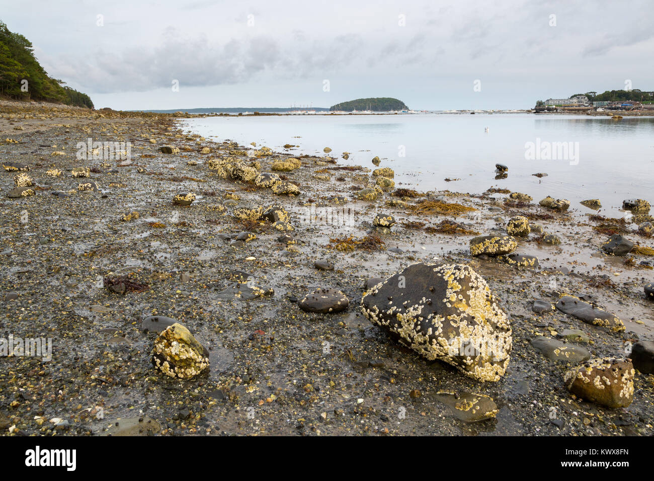 The low tide in the Atlantic Ocean revealing rocks covered in barnicles ...