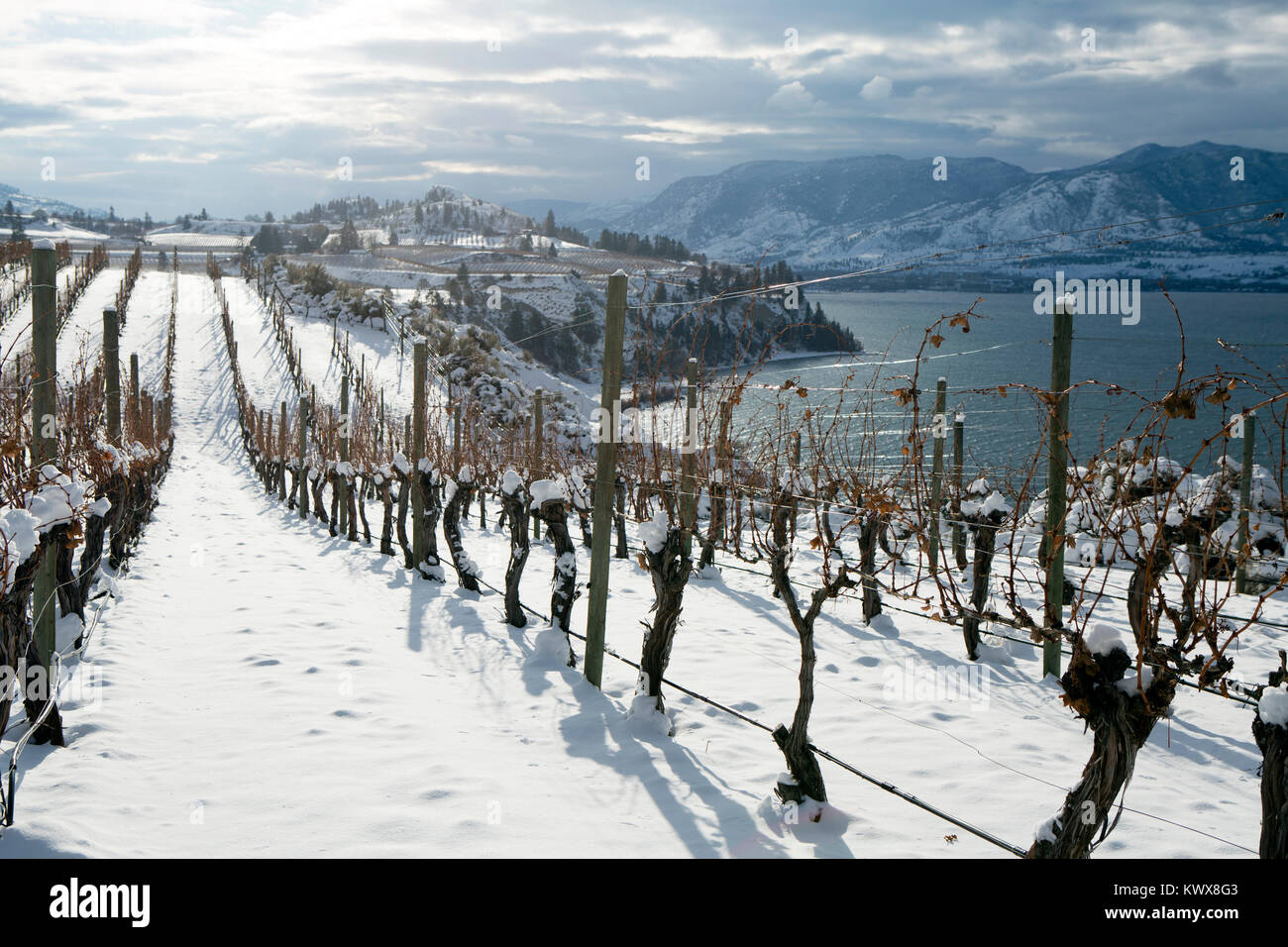 Snow covered dormant grapevines in an organic winery vineyard in the ...