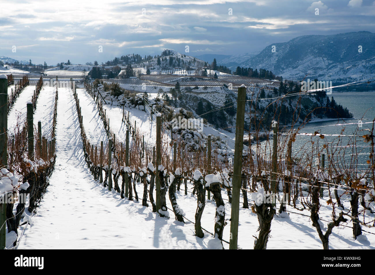 Snow covered dormant grapevines in an organic winery vineyard in the ...