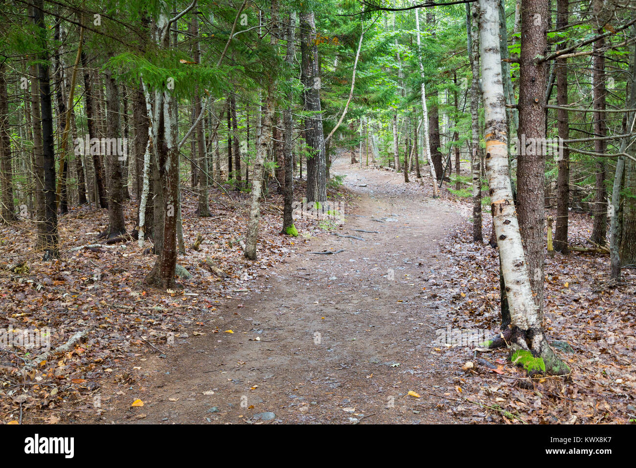 The Bar Island Trail winding through evergreens and birch trees. Acadia ...