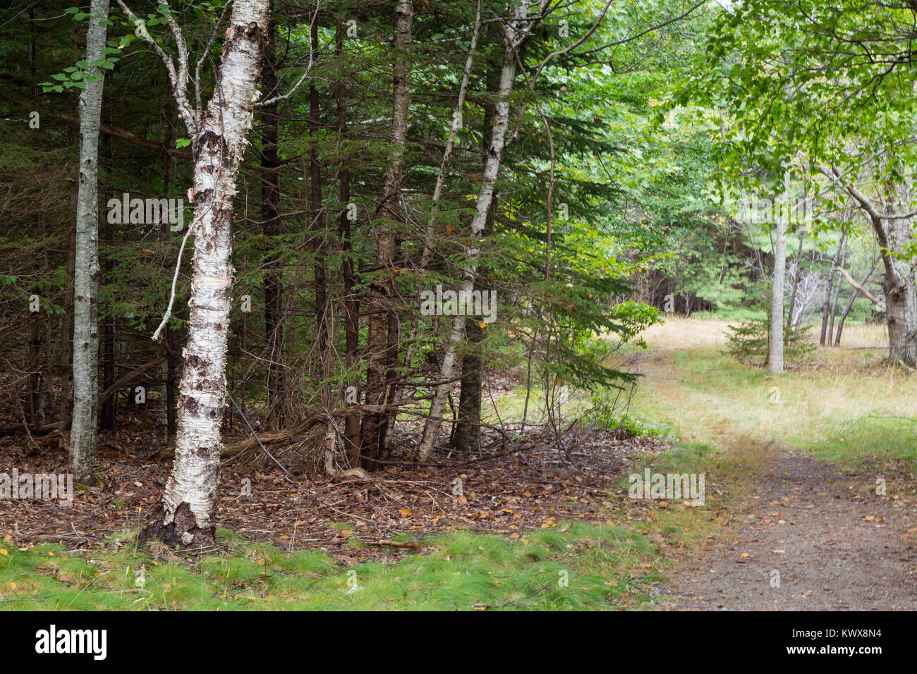A small private road leading through birch trees on Bar Island. Acadia ...