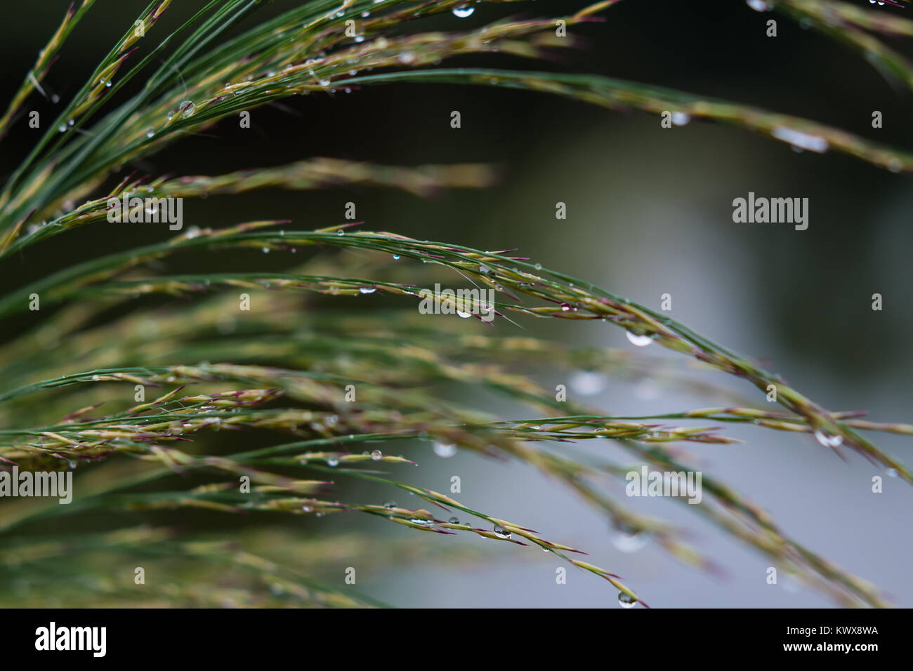 A field bush right after rain with drops of water in pale light Stock ...