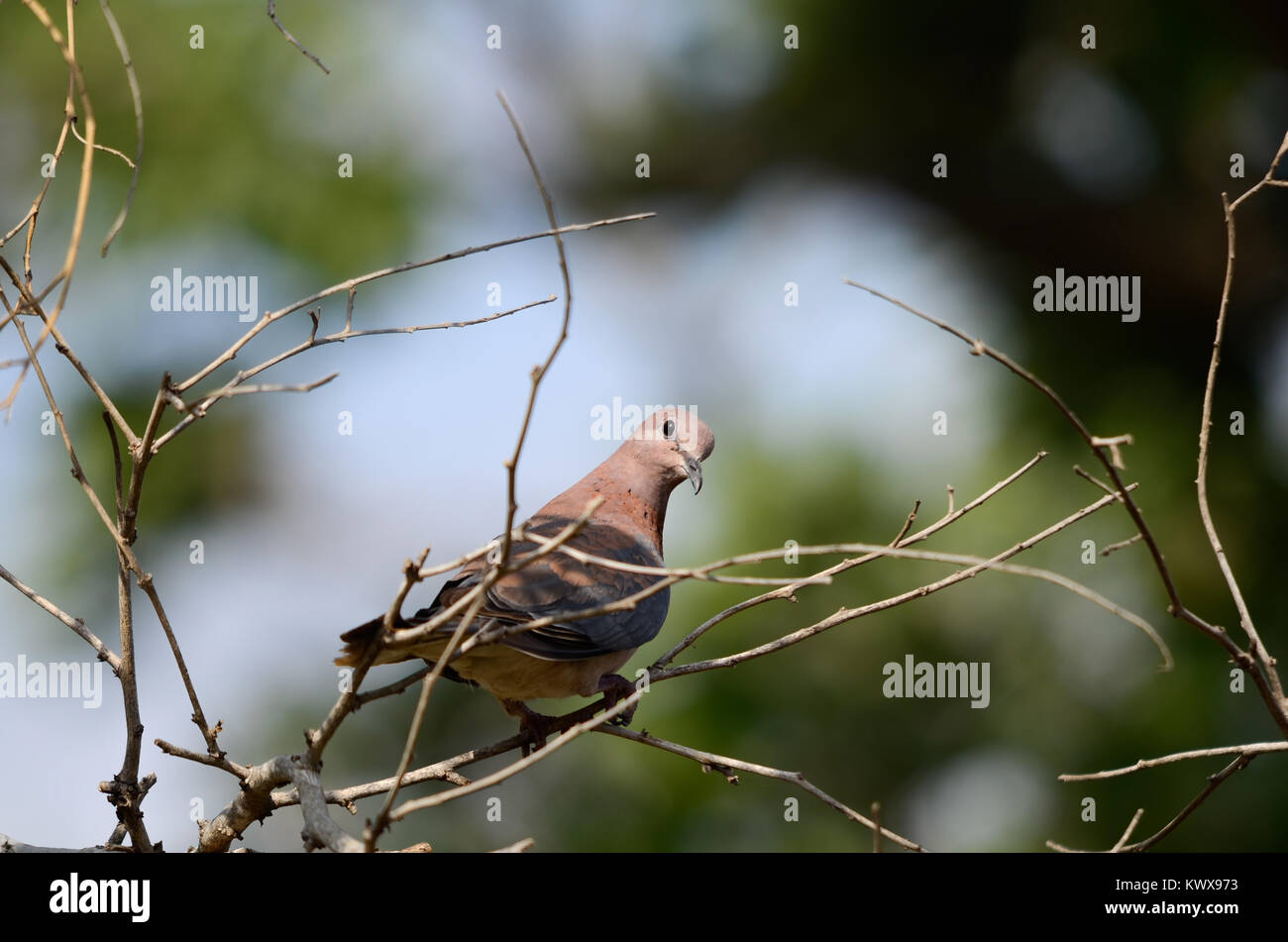 A Laughing Dove bird, sitting among branches, looking back at the ...