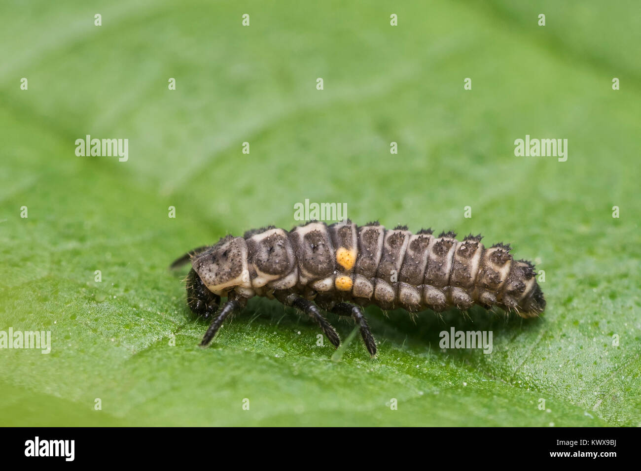 Ladybird larvae hi-res stock photography and images - Alamy