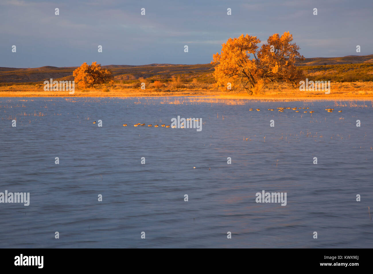 Wetland pond, Bosque del Apache National Wildlife Refuge, New Mexico ...