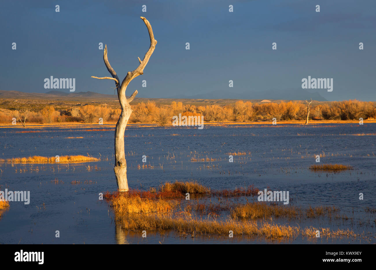 Wetland pond, Bosque del Apache National Wildlife Refuge, New Mexico ...
