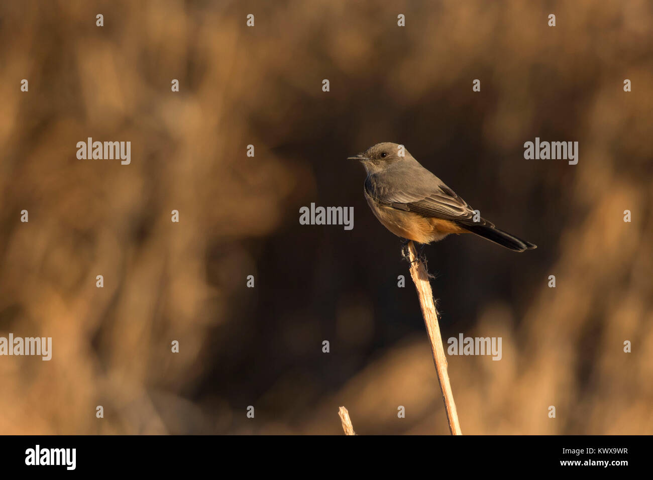 National bird of mexico hi-res stock photography and images - Alamy