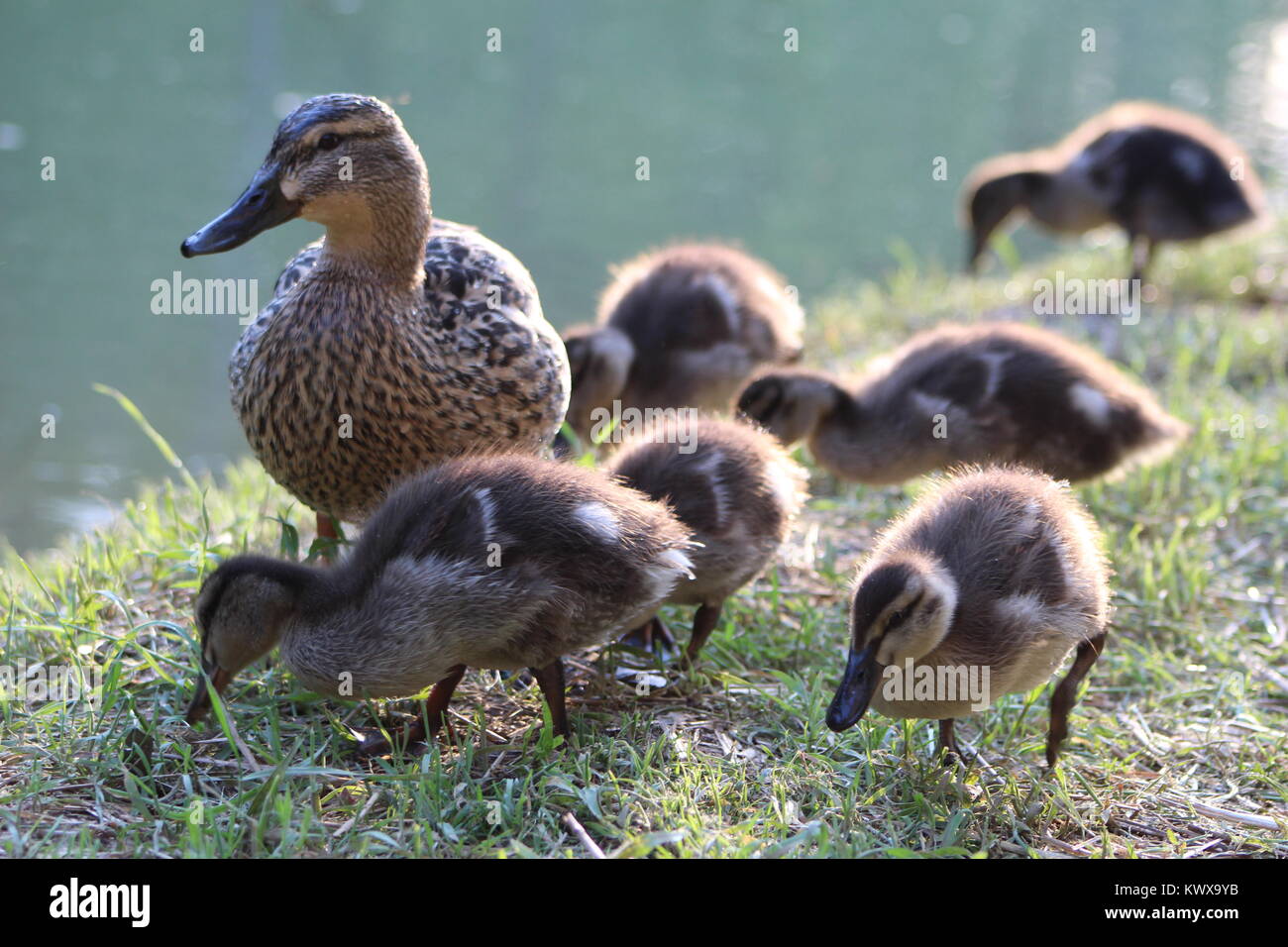Happy avian family enjoying the afternoon Stock Photo - Alamy
