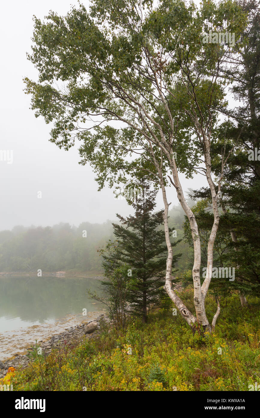 A large twisted birch tree arching over early autumn colors at Otter ...