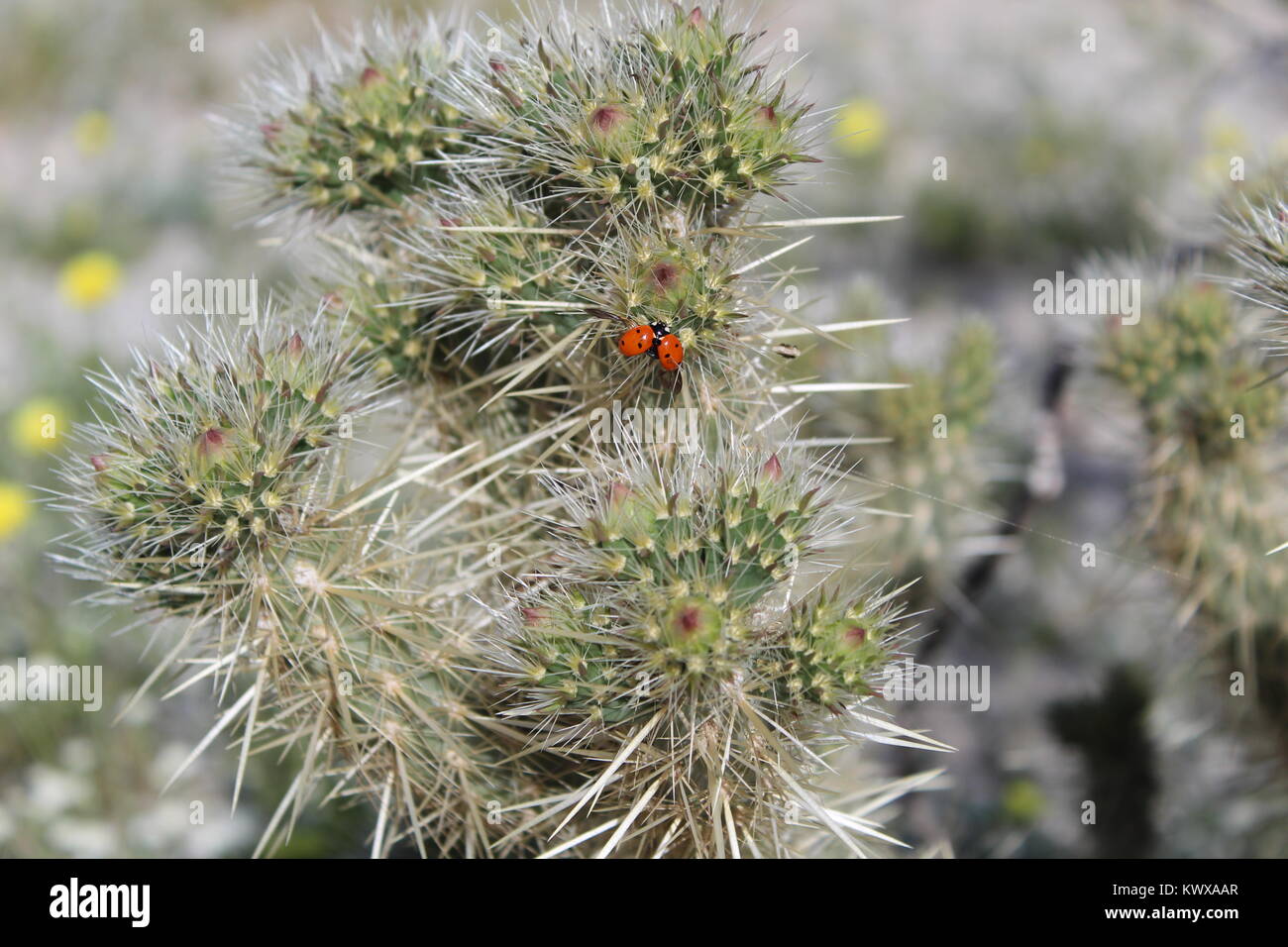 Closeup of red ladybug with open wings on cactus in desert, Anza ...