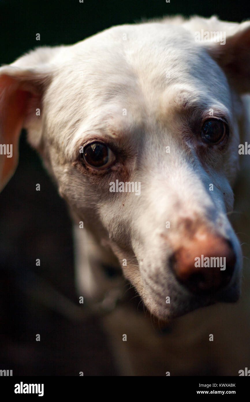 Sad Dog Face High Resolution Stock Photography and Images - Alamy