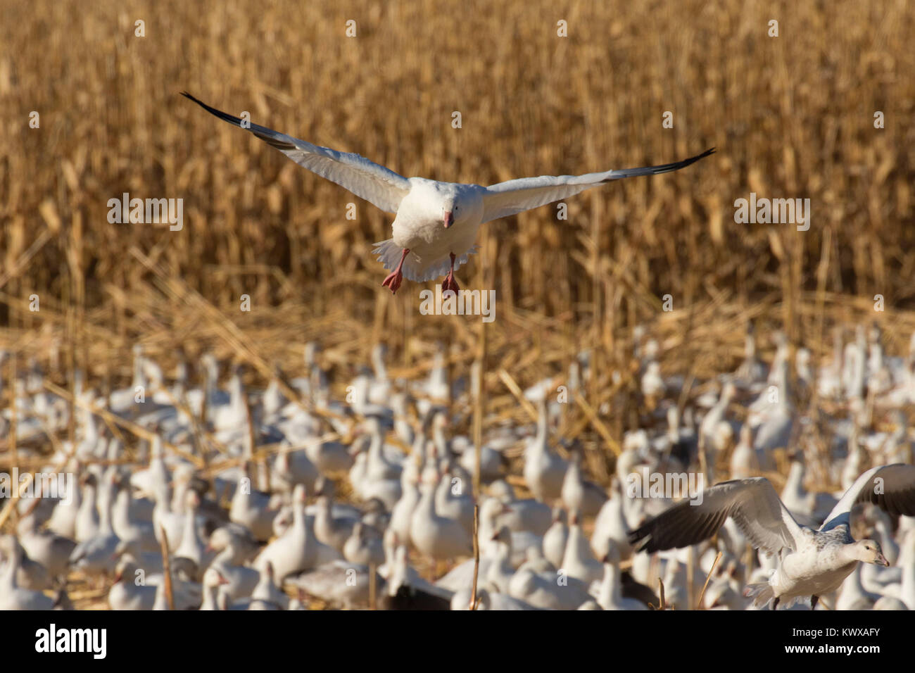 Snow geese flock cornfield hi-res stock photography and images - Alamy