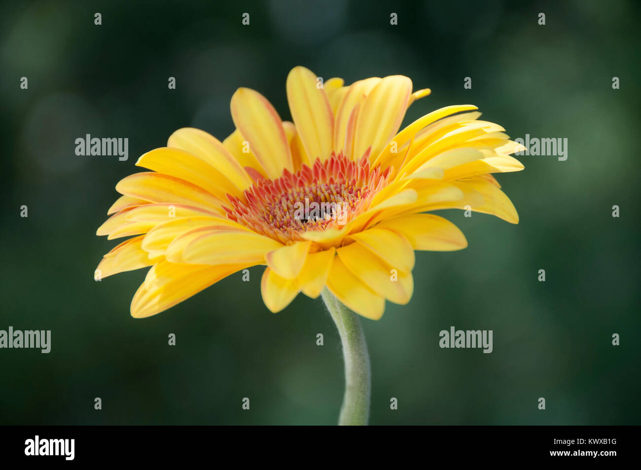 A study of a yellow Gerberra flower Stock Photo - Alamy