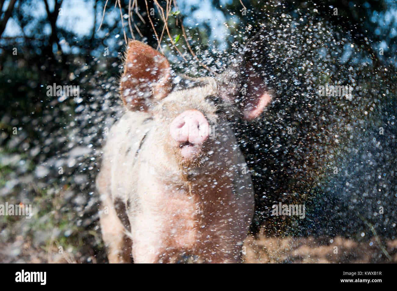 Black And White Pig Farmer Stock Photos & Black And White Pig Farmer ...